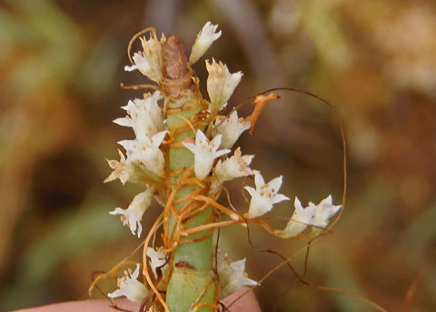 Saltmarsh Dodder, Cuscuta pacifica